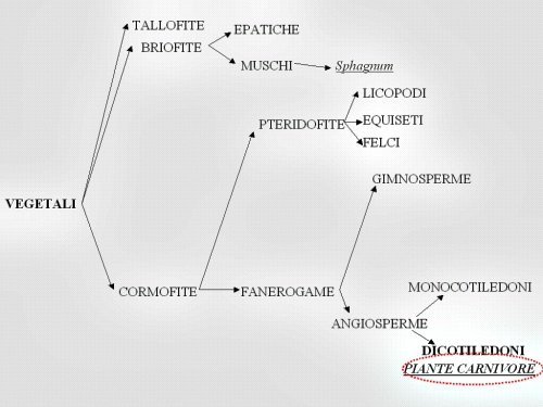 Introduzione alle Piante Carnivore